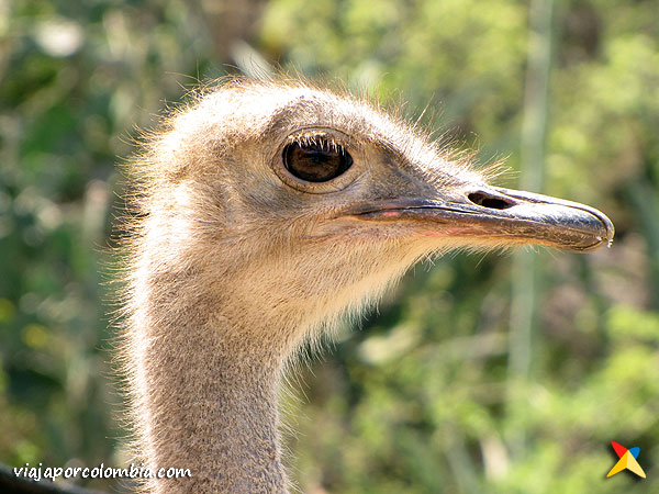 Parque Nacional del Chicamocha - PANACHI - Qué hacer y lugares para conocer
