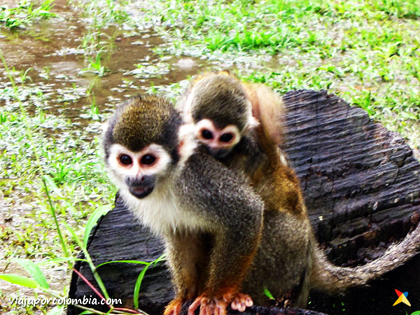 Fauna de Colombia | Fotos e Imágenes de Colombia | Viaja por Colombia