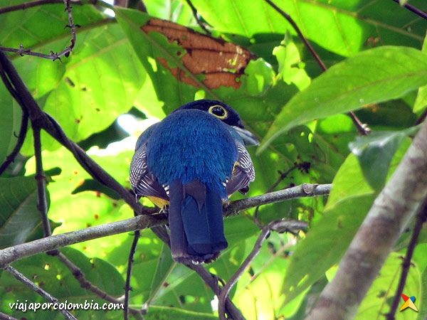 Fauna de Colombia | Fotos e Imágenes de Colombia | Viaja por Colombia