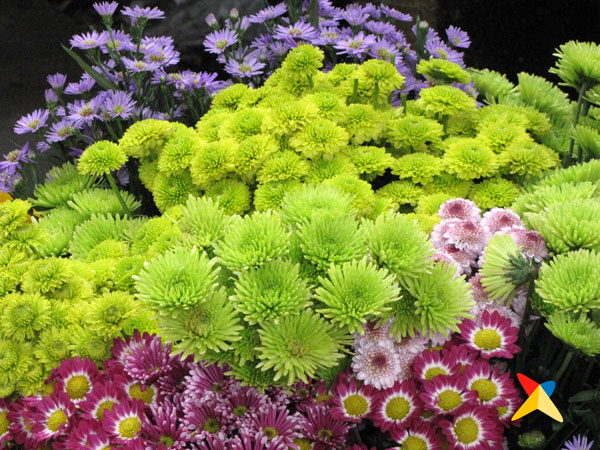 Flora de Colombia - Fotos e Imágenes de Colombia