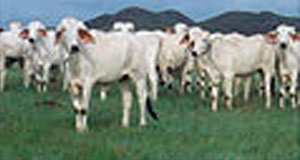 Sitios Turisticos en Arauca